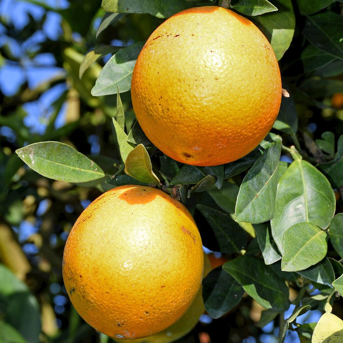Citrus Groves in Florida | SVN Saunders Ralston Dantzler